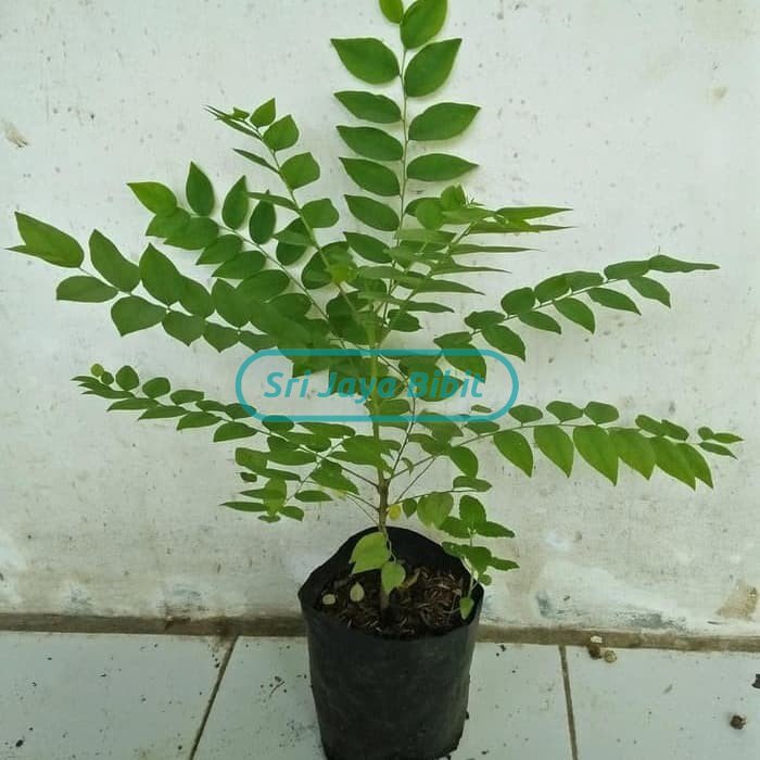 Bibit pohon salam koja / temuru / daun kari - 20cm | Lazada Indonesia