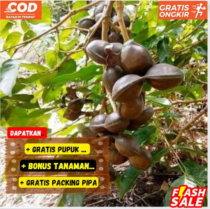 Pohon / Bibit Jengkol Super Pulen Cepat Berbuah | Lazada Indonesia