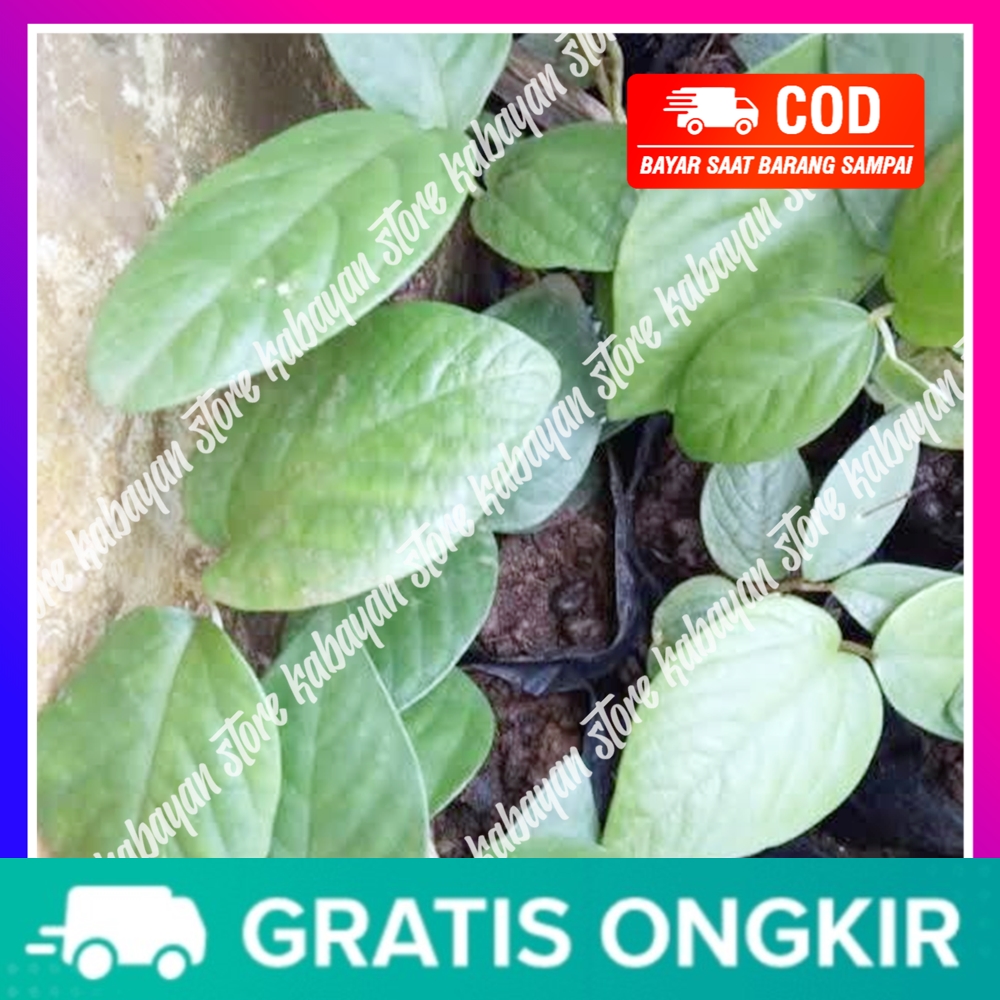daun singa depa Apama tomentosa Willd. | Lazada Indonesia