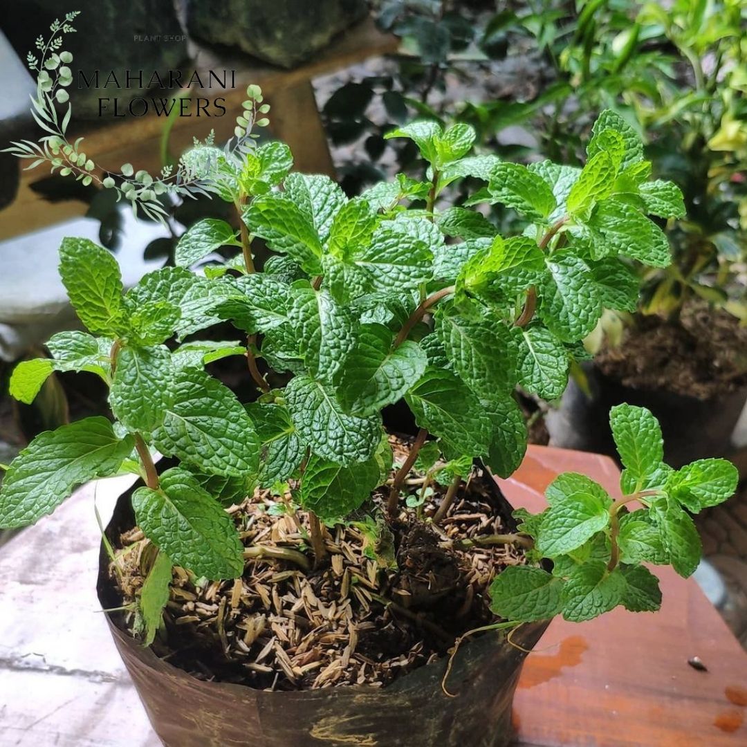 Tanaman Herbal Daun Mint Original Segar, Tanaman Pepper Mint, Tanaman ...