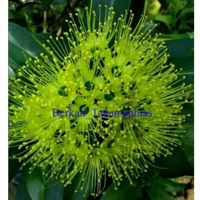 Paket 5 tanaman Bunga santos lemon - santos lemon kuning | Lazada Indonesia