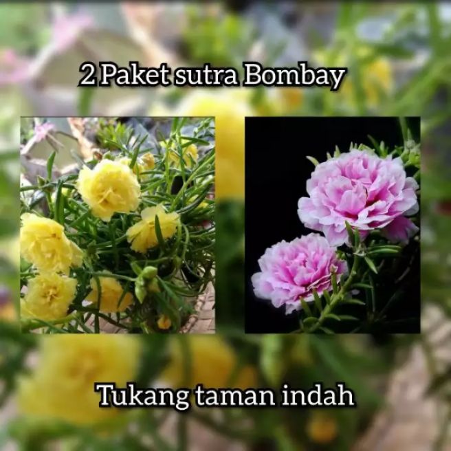 PROMO 2 paket tanaman hias sutra Bombay tanaman sutra Bombay bunga ...
