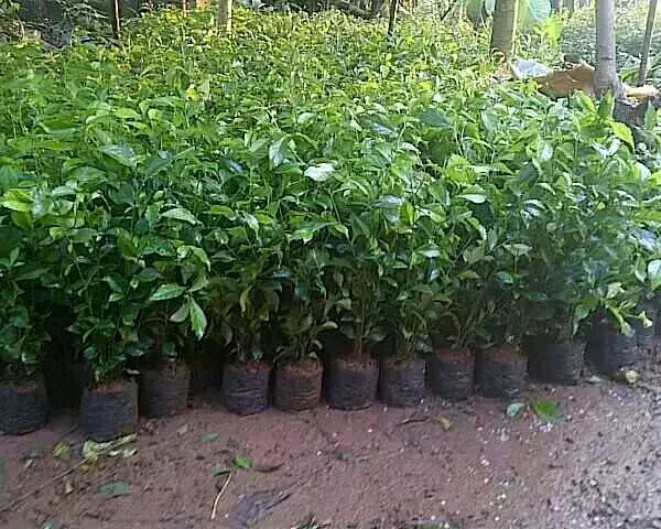 Tanaman tehtehan atau tetehan tanaman pagar | Lazada Indonesia