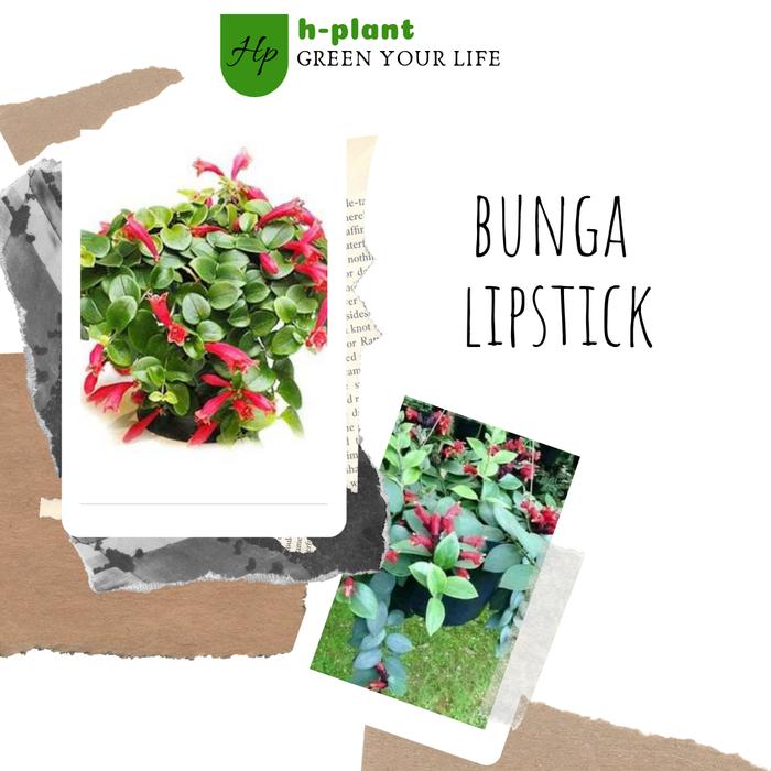 bunga lipstick tanaman hias gantung | Lazada Indonesia
