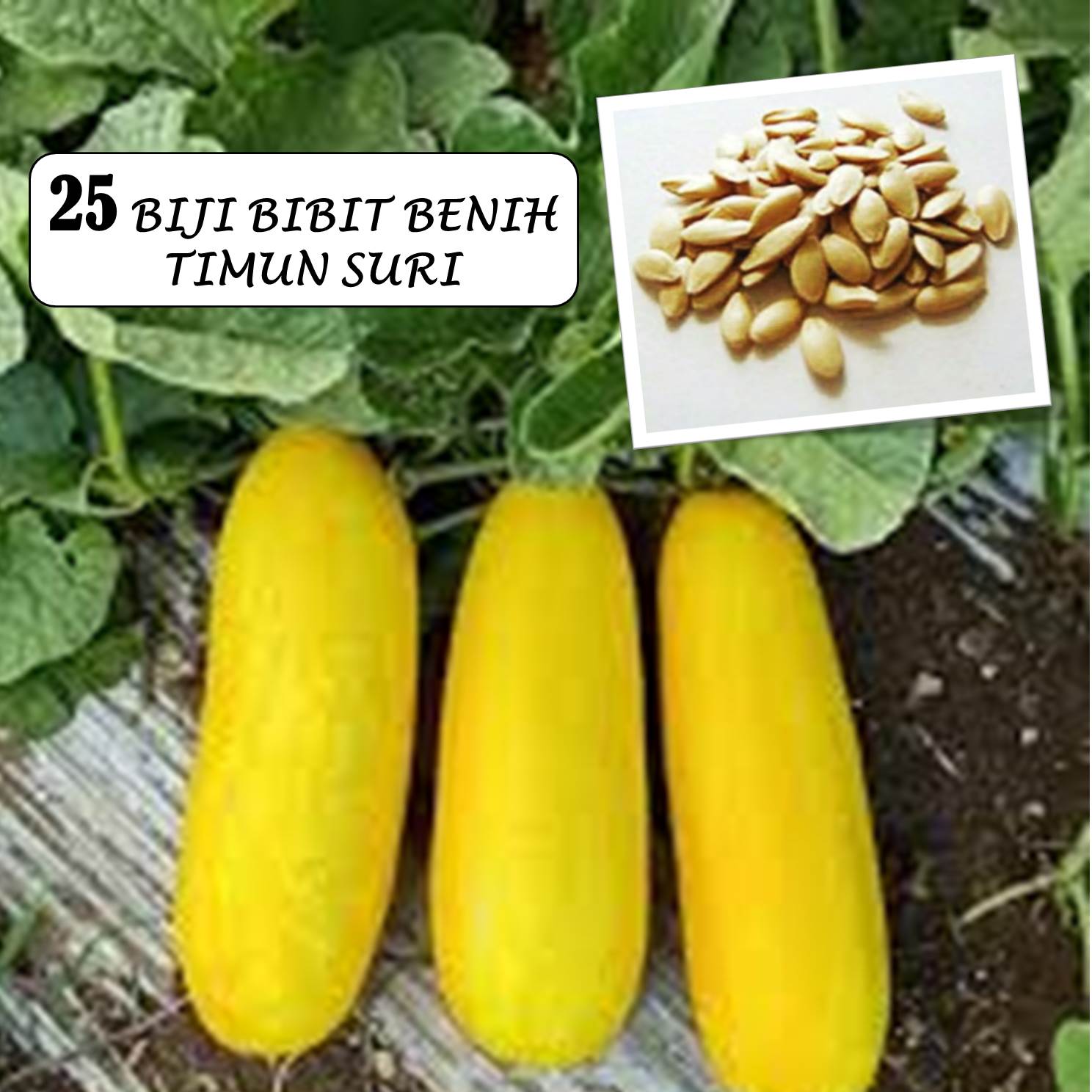 Benih Super Timun Suri / Bibit Super Timun Suri / Biji Super Timun Suri ... Benih Super Timun Suri / Bibit Super Timun Suri / Biji Super Timun Suri ...