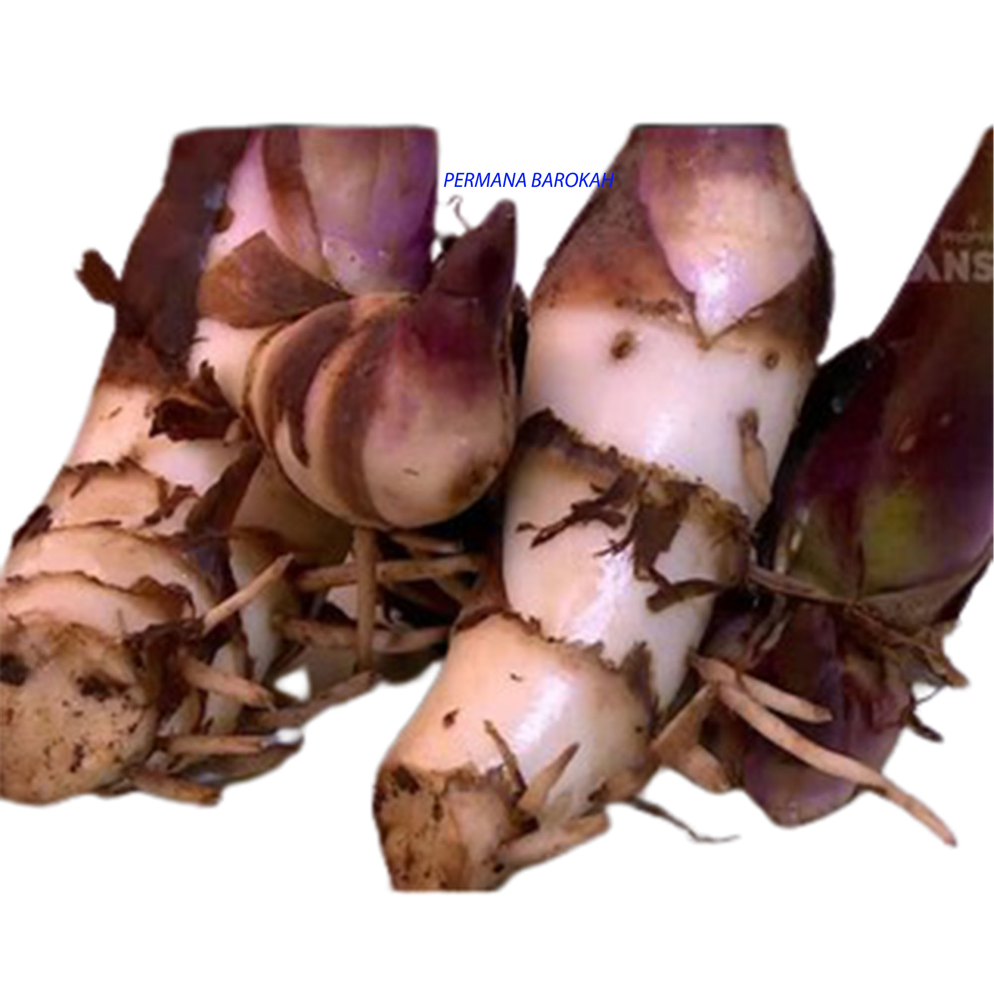 UMBI GANYO GANYONG GANYOL SEGAR 1 KG | Lazada Indonesia