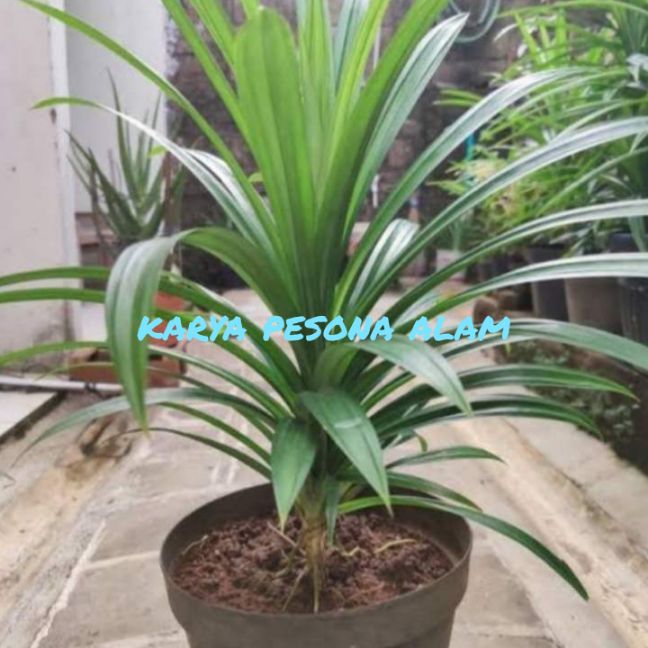 tanaman hias hidup pohon pandan wangi/pohon pandan wangi | Lazada Indonesia