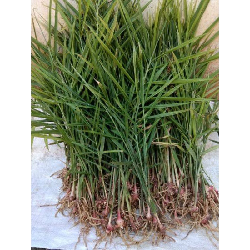 tanaman toga jahe merah | Lazada Indonesia