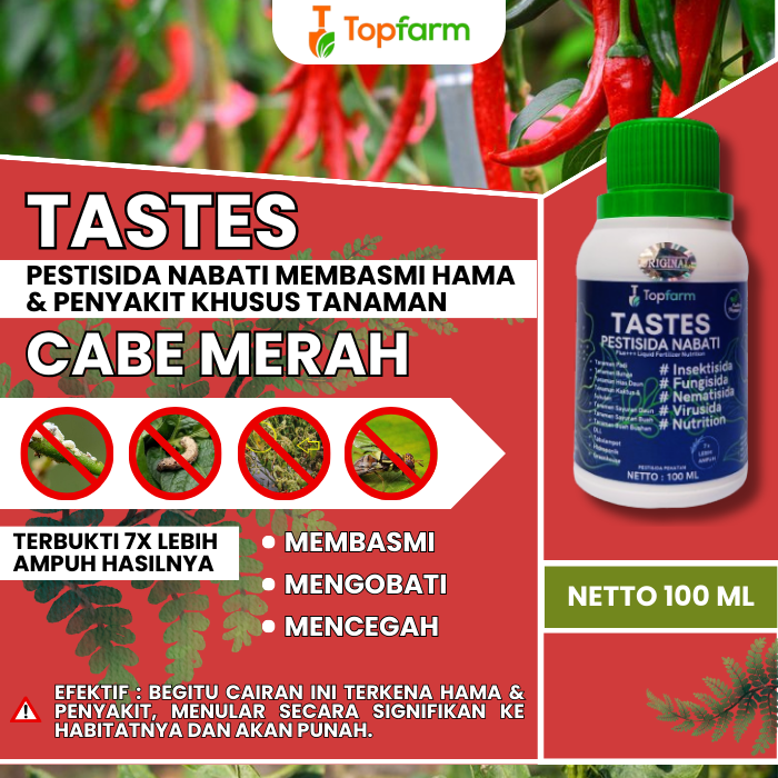Obat Semprot Daun Cabe Keriting Bule Dan Kuning Bulai Cabai Rawit ...