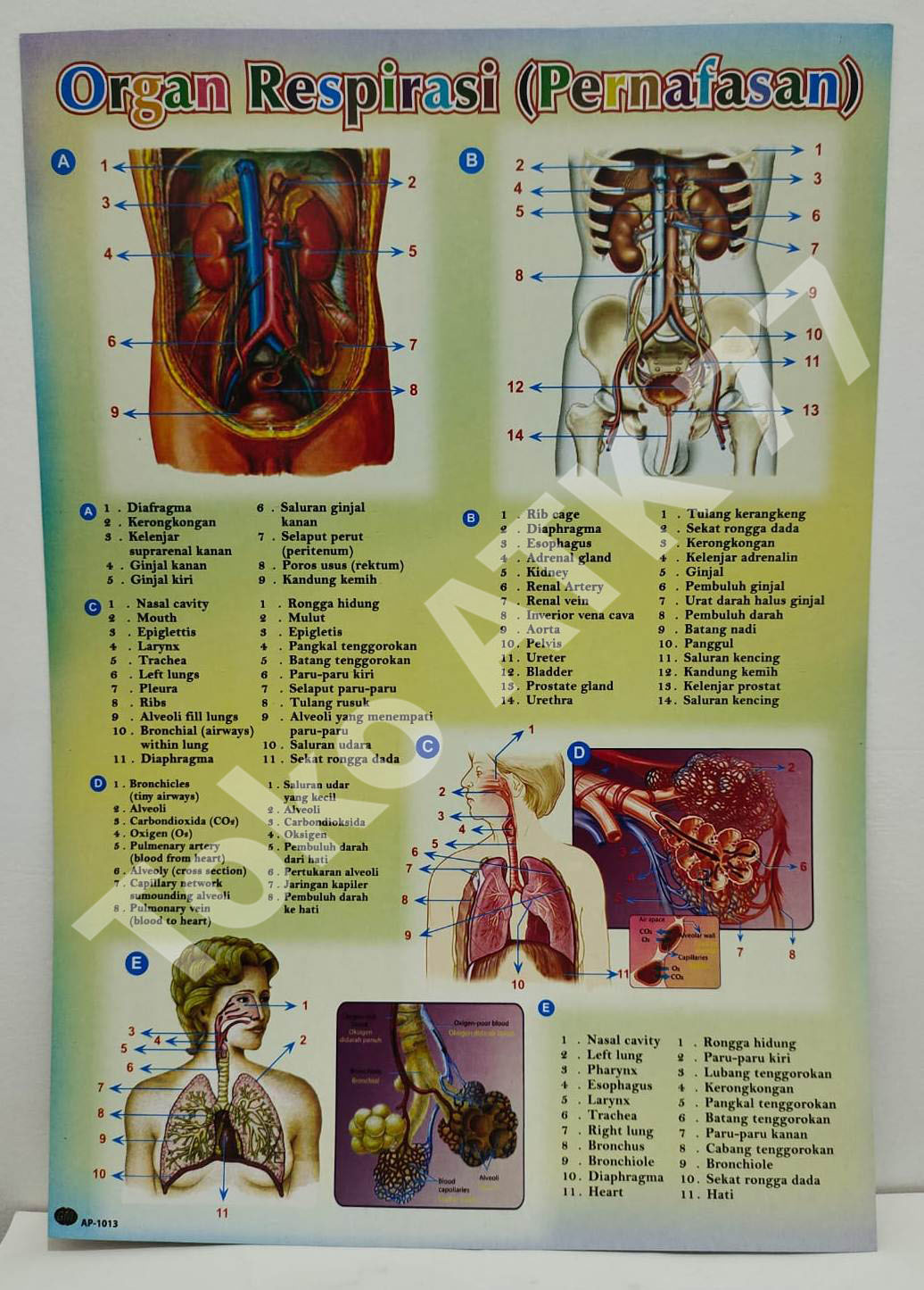 Poster Organ Respirasi Pernafasan Pernapasan Belajar Ilmu Pengetahuan ...