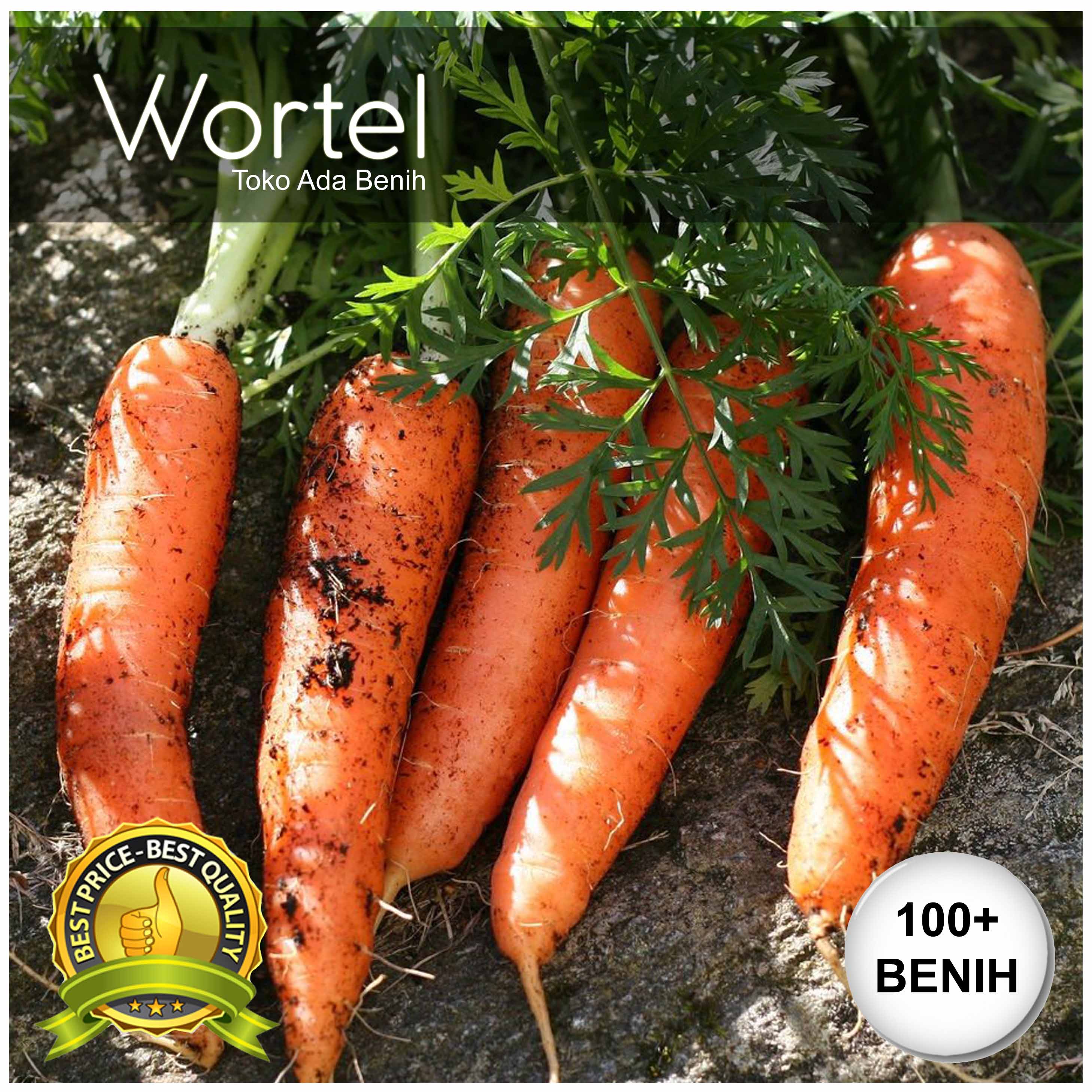Benih / Biji Sayur Wortel - 100+ Biji | Lazada Indonesia