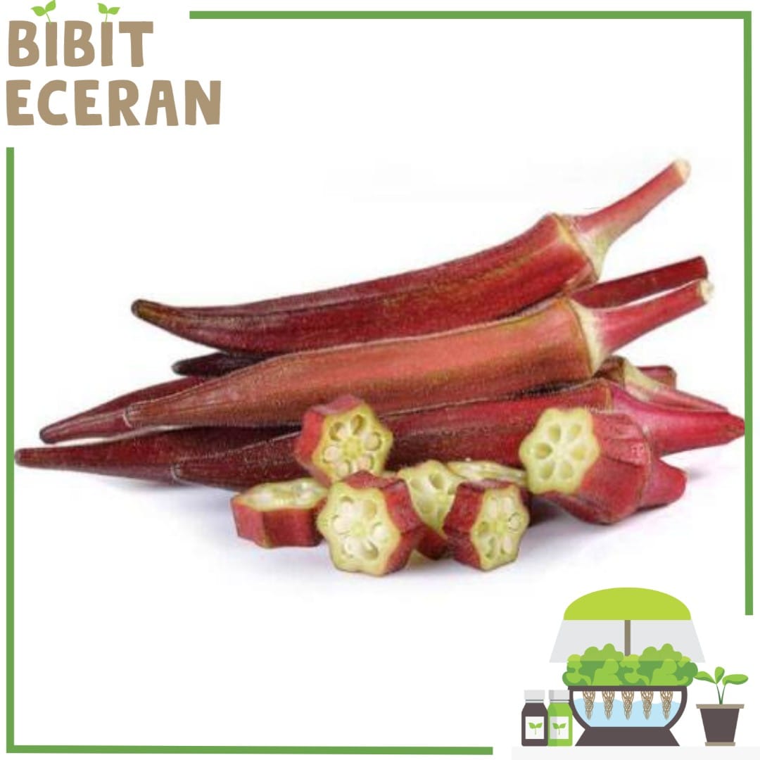 OKRA MERAH REPACK - ISI +/- 10 BENIH BIBIT BIJI SAYURAN HIDROPONIK ...