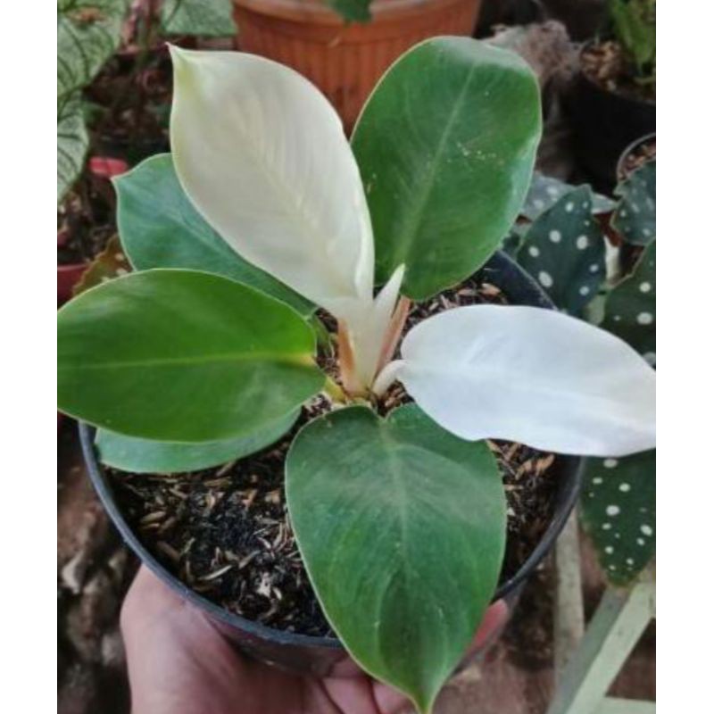 tanaman hias philo white / Philo putih | Lazada Indonesia