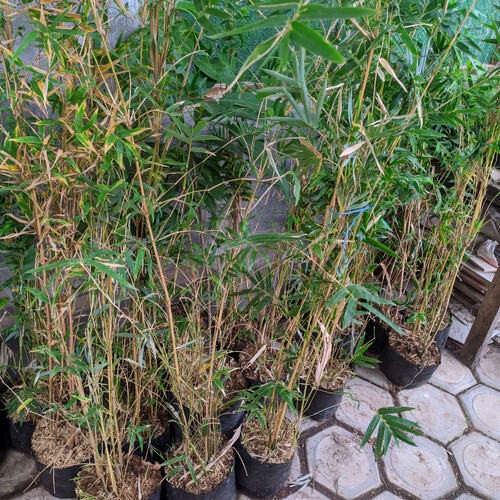 bibit pohon bambu kuning panda cocok buat pagar rumah 1 polibek isi 4 ...