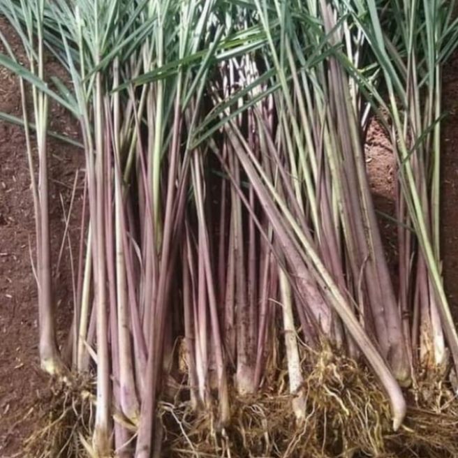 1kg tanaman herbal sereh merah | Lazada Indonesia