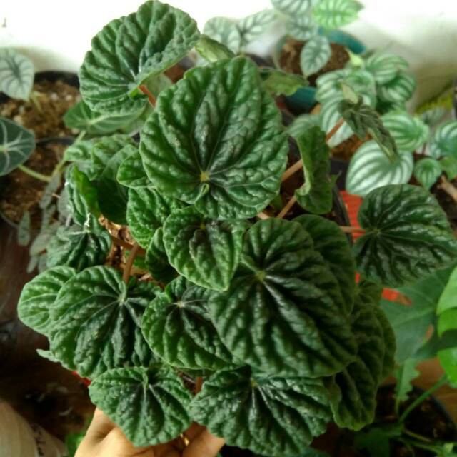 Tanaman Bunga Peperomia Caperata Green - Paperomia Caperata hijau pohon ...