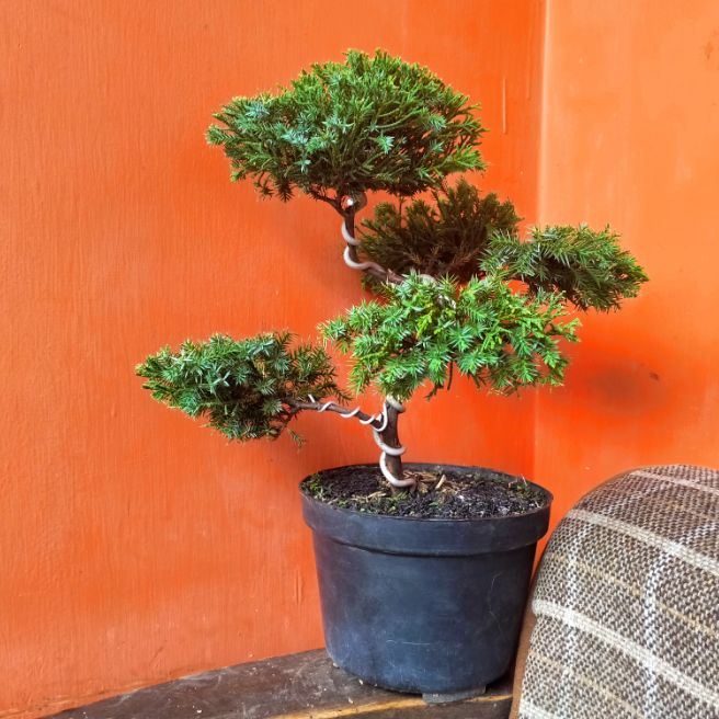 bonsai cemara pua pua sudah jadi | Lazada Indonesia