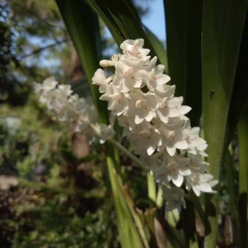 Anggrek Eria hyacinthoides | Lazada Indonesia