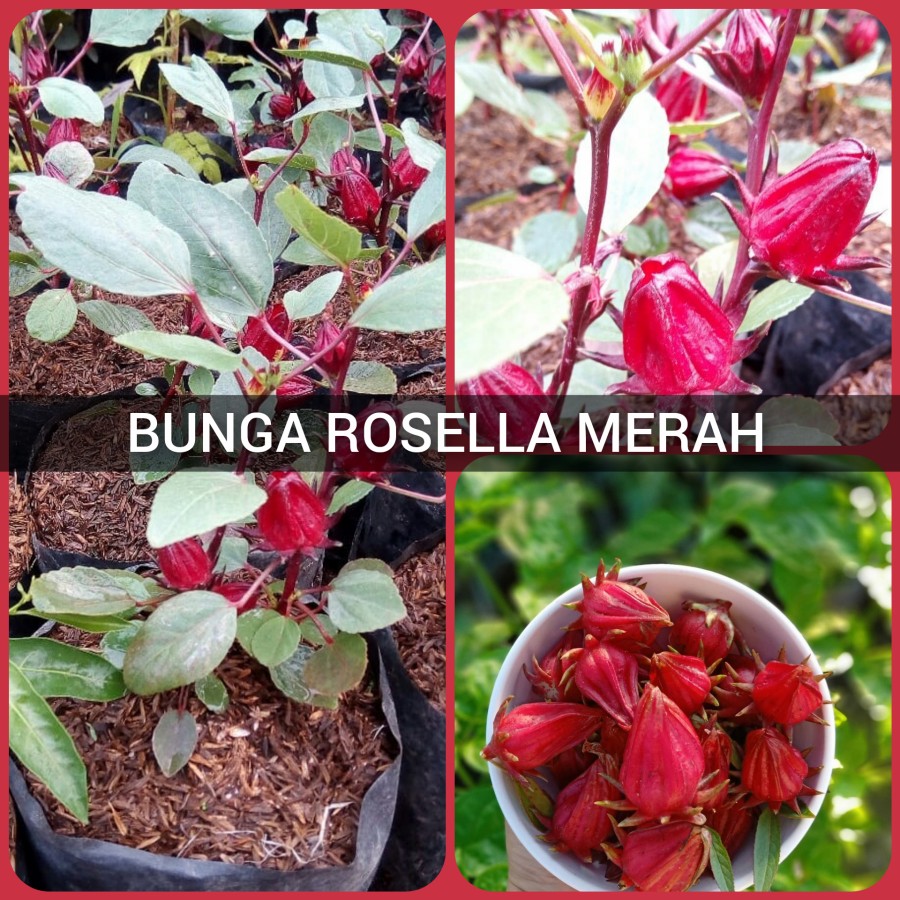 Rosella Merah Bibit Rosella Merah Tanaman Herbal | Lazada Indonesia