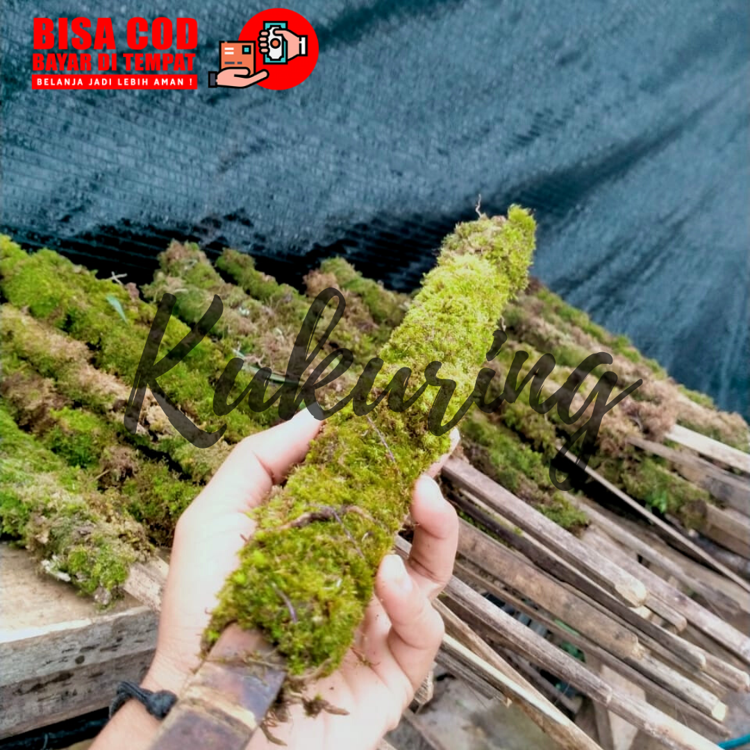 TURUS LUMUT Media Tanaman Rambat Ukuran 60 cm | Lazada Indonesia