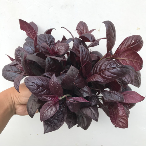 daun ungu kering super | Lazada Indonesia