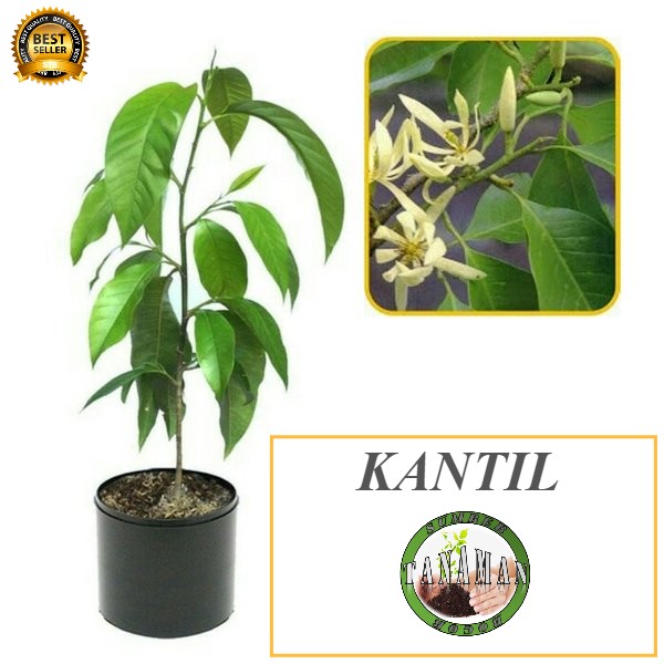 BIBIT POHON TANAMAN KEMBANG KANTIL / BUNGA CEMPAKA PUTIH | Lazada Indonesia