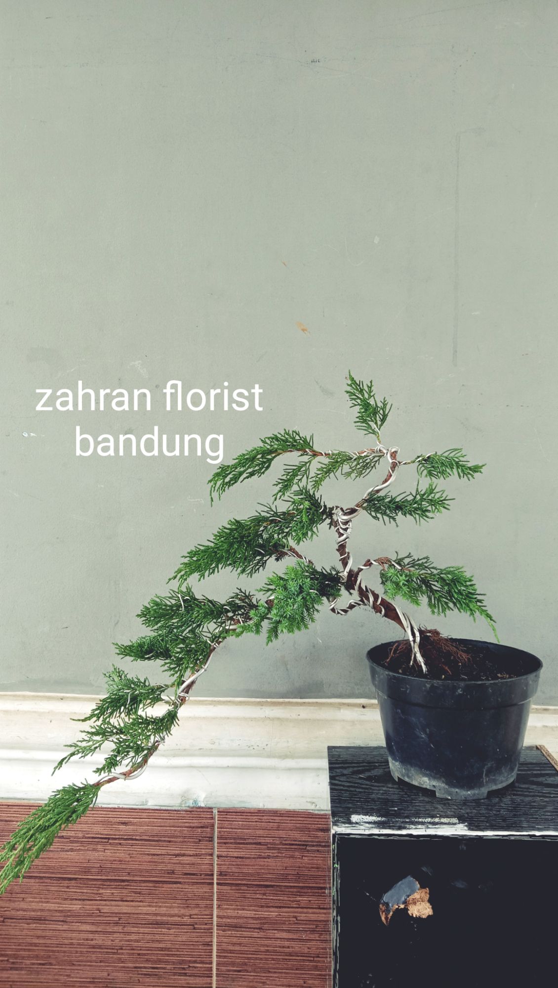 bonsai cemara pua pua ukuran 40cm | Lazada Indonesia