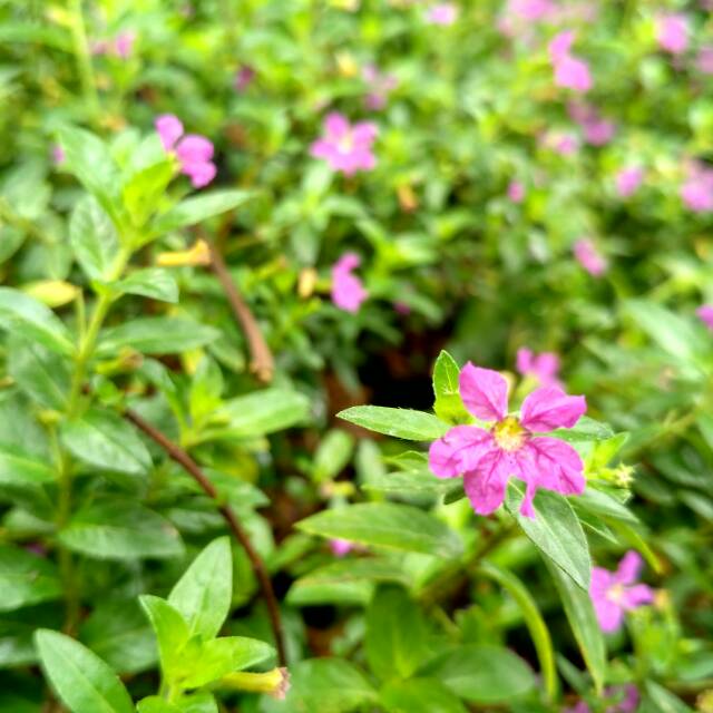 Tanaman Taiwan Beauty Tanaman Hias | Lazada Indonesia