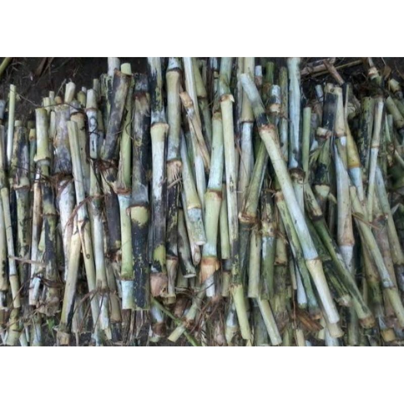 Rumput Ingres, Rumput Pakcong Bibit, Rumput Pakan Ternak, Rumput Pakan ...