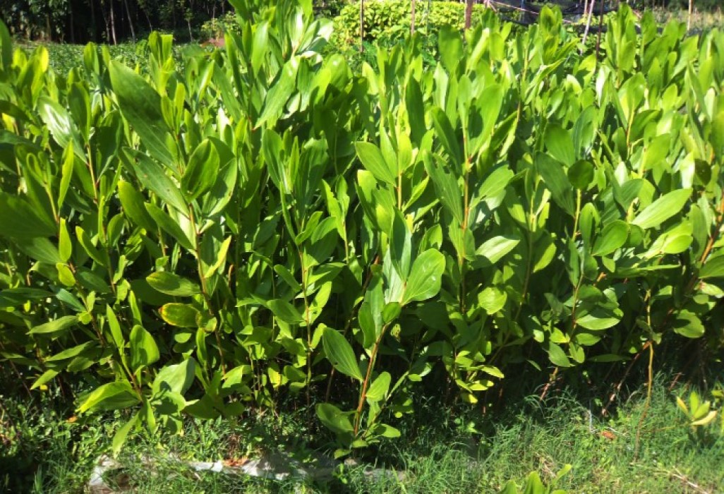 Pohon Akasia Mangium