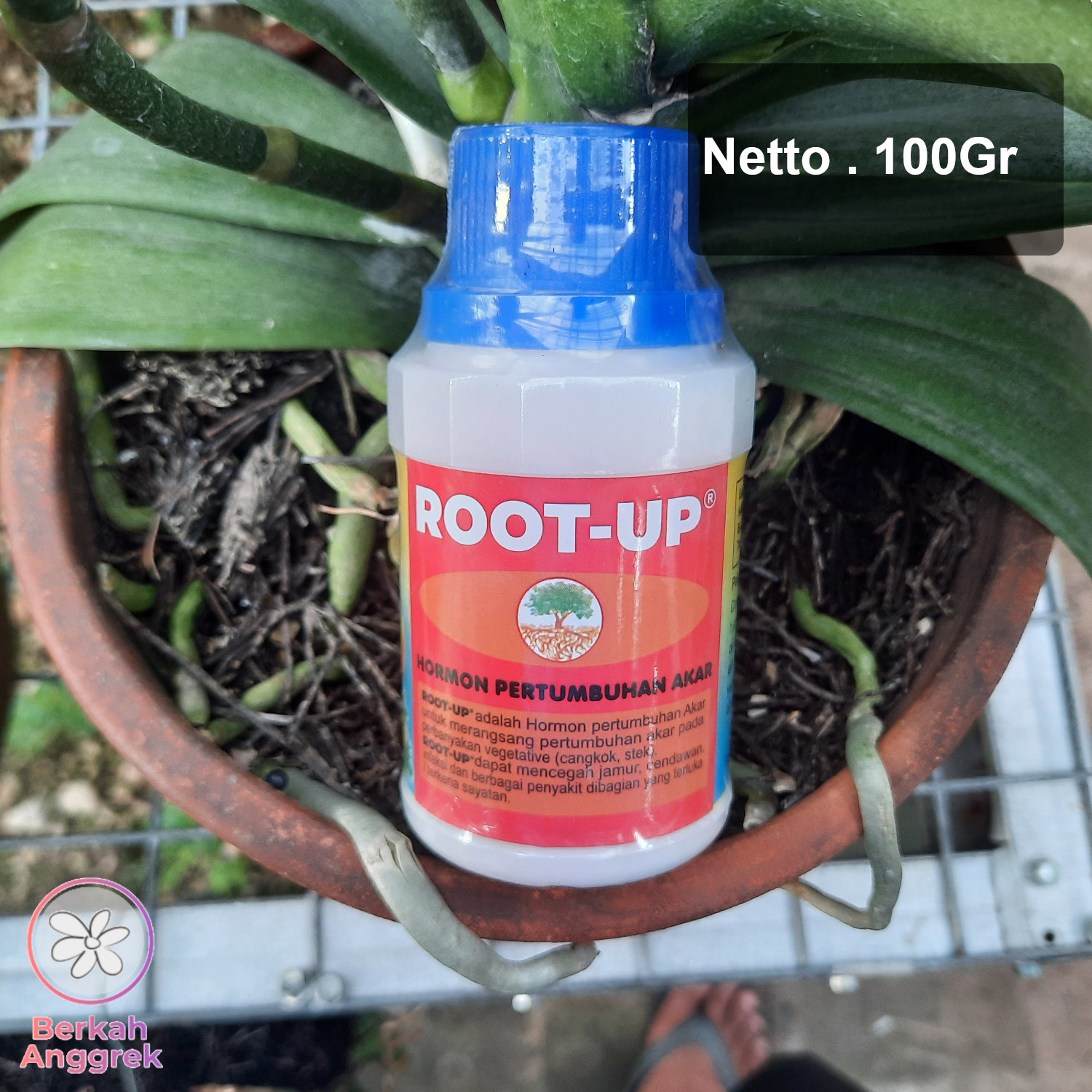 RootUp Root Up 100 Gram Stek Cangkok dan Nutrisi Anti Stress Akar | Lazada Indonesia