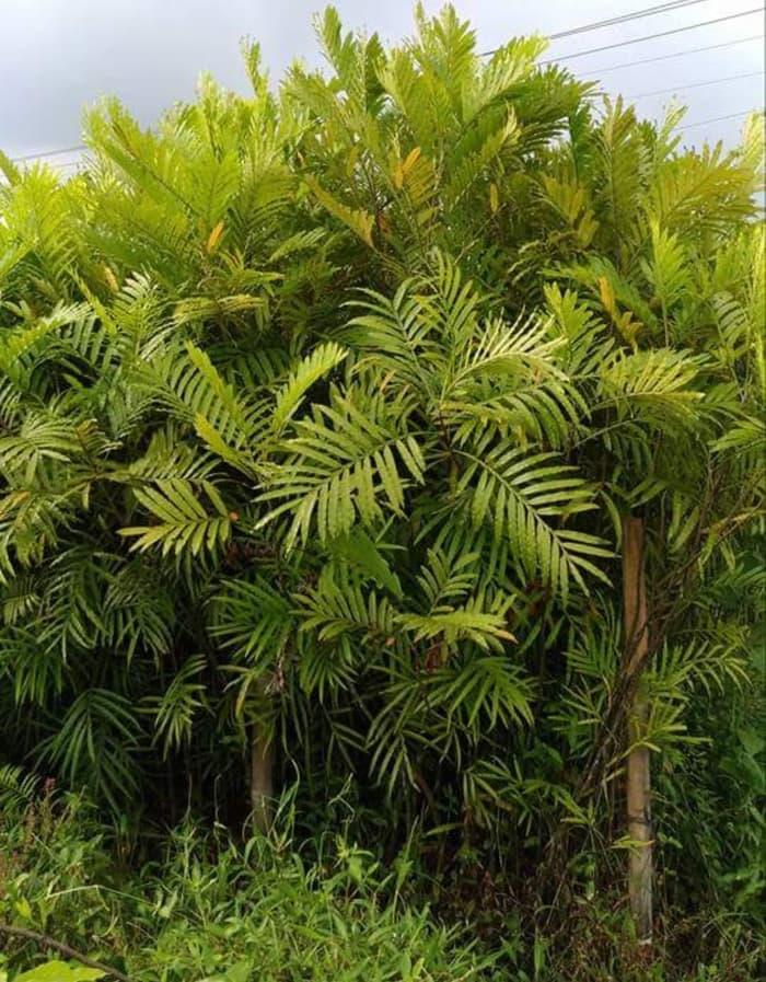 10 Bibit Pohon Pinisium Kiara Payung An+ | Lazada Indonesia