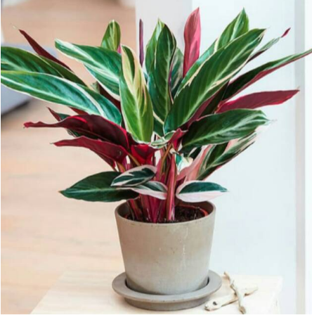 pohon meranti bali | Lazada Indonesia