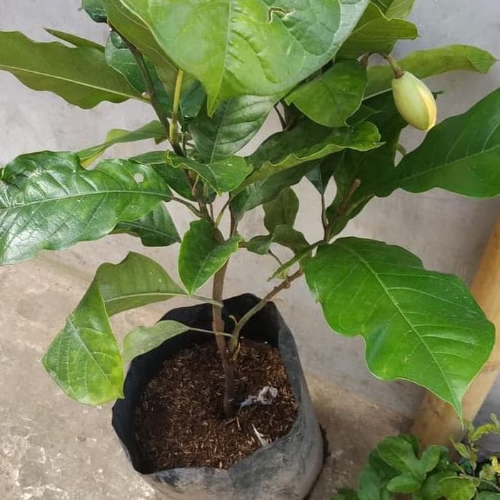 37+ Gambar Bunga Cempaka Telor Jaman Now - Informasi Seputar Tanaman Hias