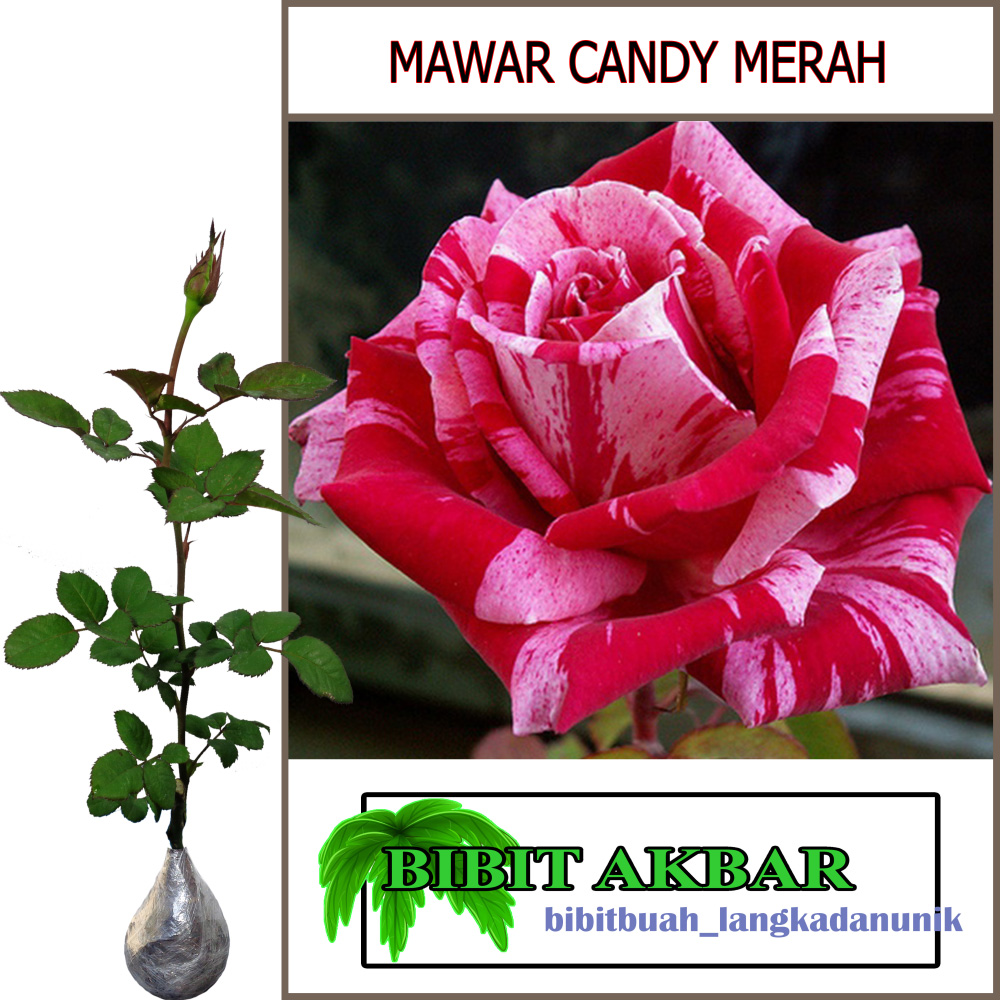 Mawar Candy Merah | Lazada Indonesia