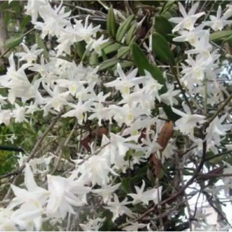 Anggrek merpati dewasa | Lazada Indonesia