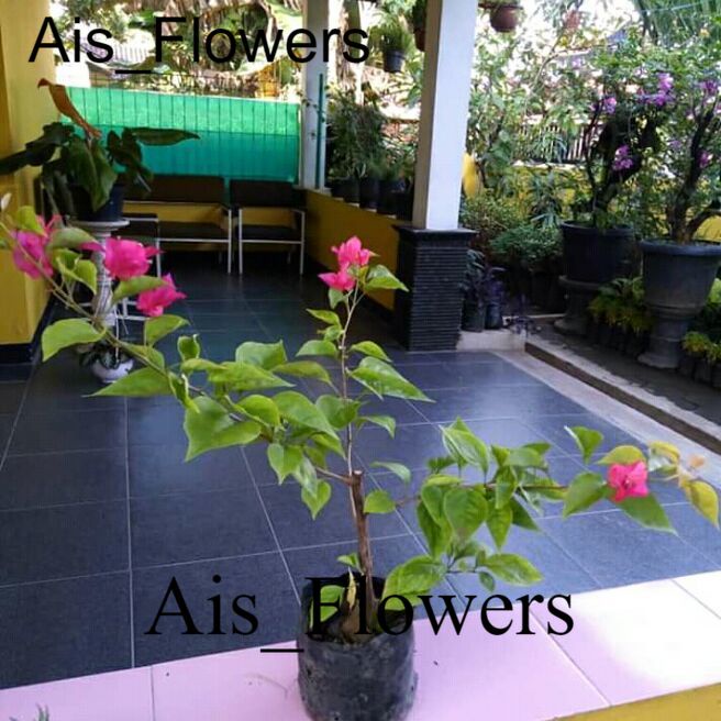 bugenvil bunga kertas stek | Lazada Indonesia