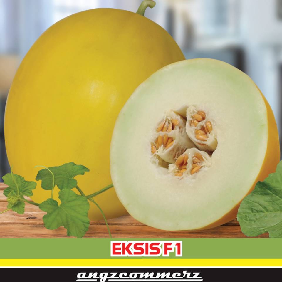 BINTANG ASIA Melon Kuning Eksis F1 5 Seeds | Lazada Indonesia