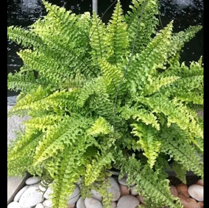 tanaman hias pakis boston-pakis boston | Lazada Indonesia