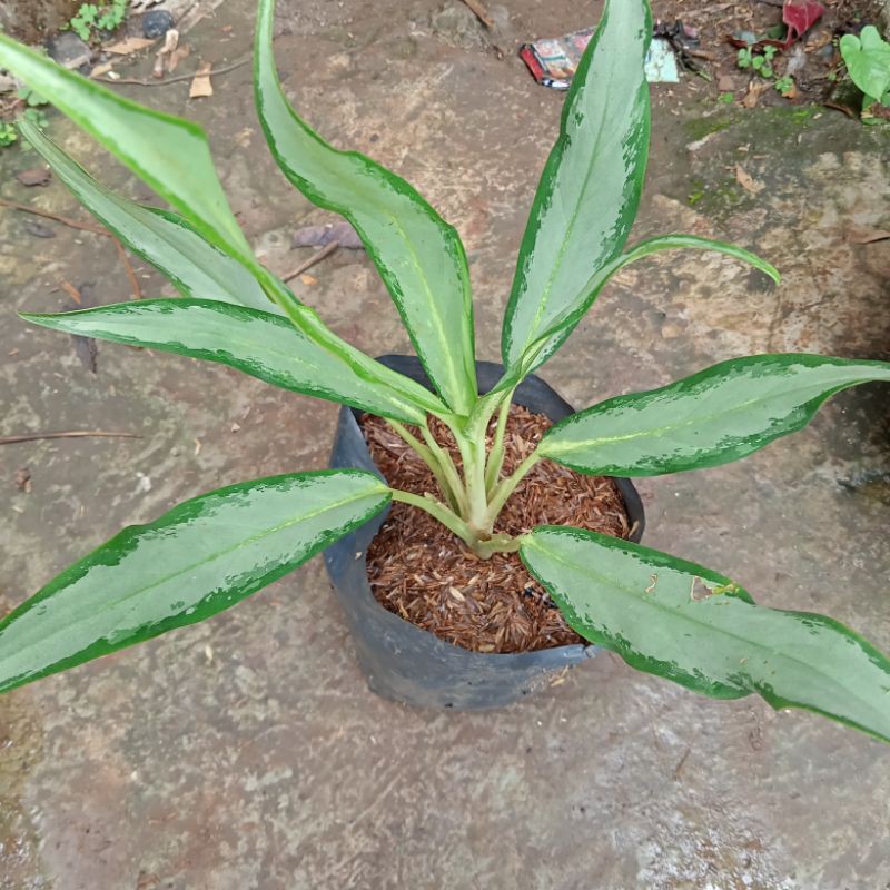 Tanaman hias diven bambu cantik | Lazada Indonesia