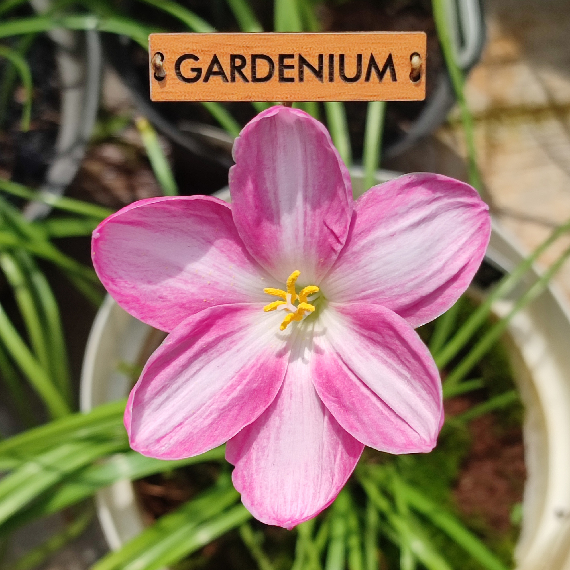 Umbi Bunga Rain Lily Lucky Swirl - Rainlily Zephyranthes Hybrid ...