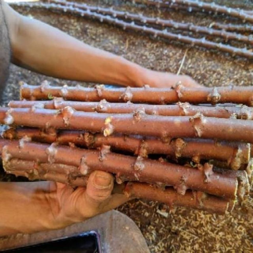 stek batang singkong keju per 15 batang - pohon singkong keju | Lazada ...