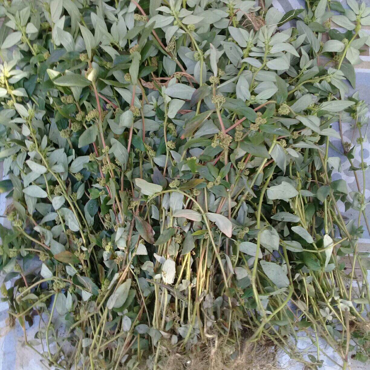 daun patikan kebo segar 500 gram | Lazada Indonesia