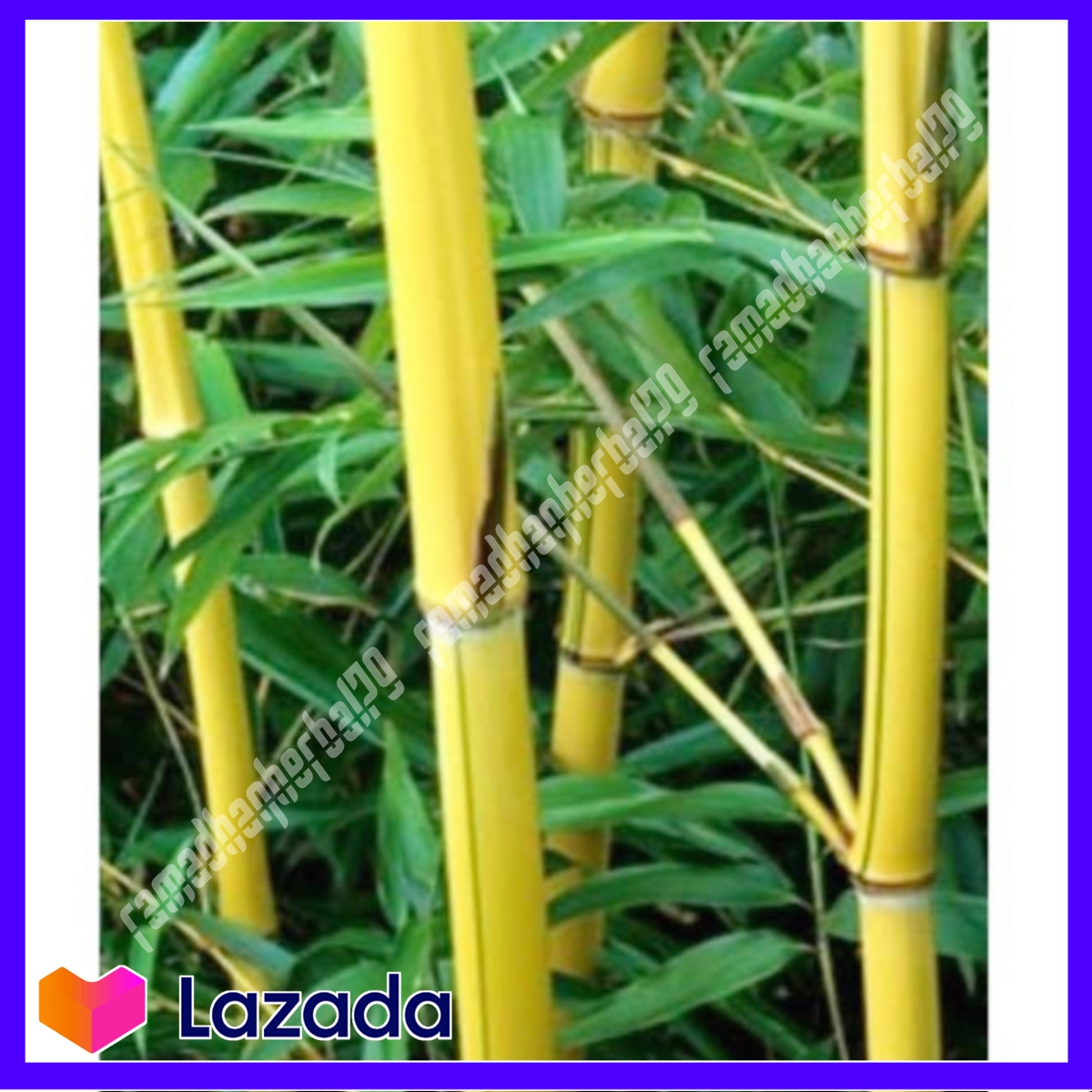 Bambu kuning penangkal setan Bambu kuning asli Bambu kuning mini asli ...