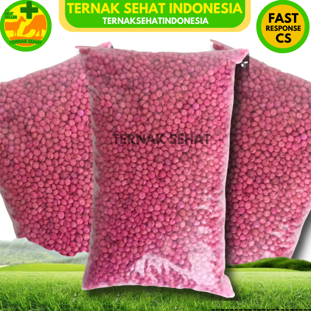 BENIH SORGUM BIOGUMA 2 - Benih sorgum - Bibit Sorgum - Bibit Sorghum ...