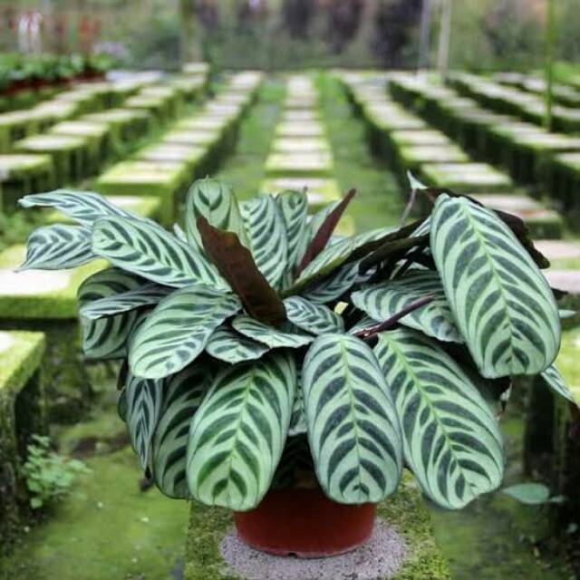TANAMAN HIAS CALATHEA STROMATA / TANAMAN HIAS CALATHEA SPAT | Lazada ...