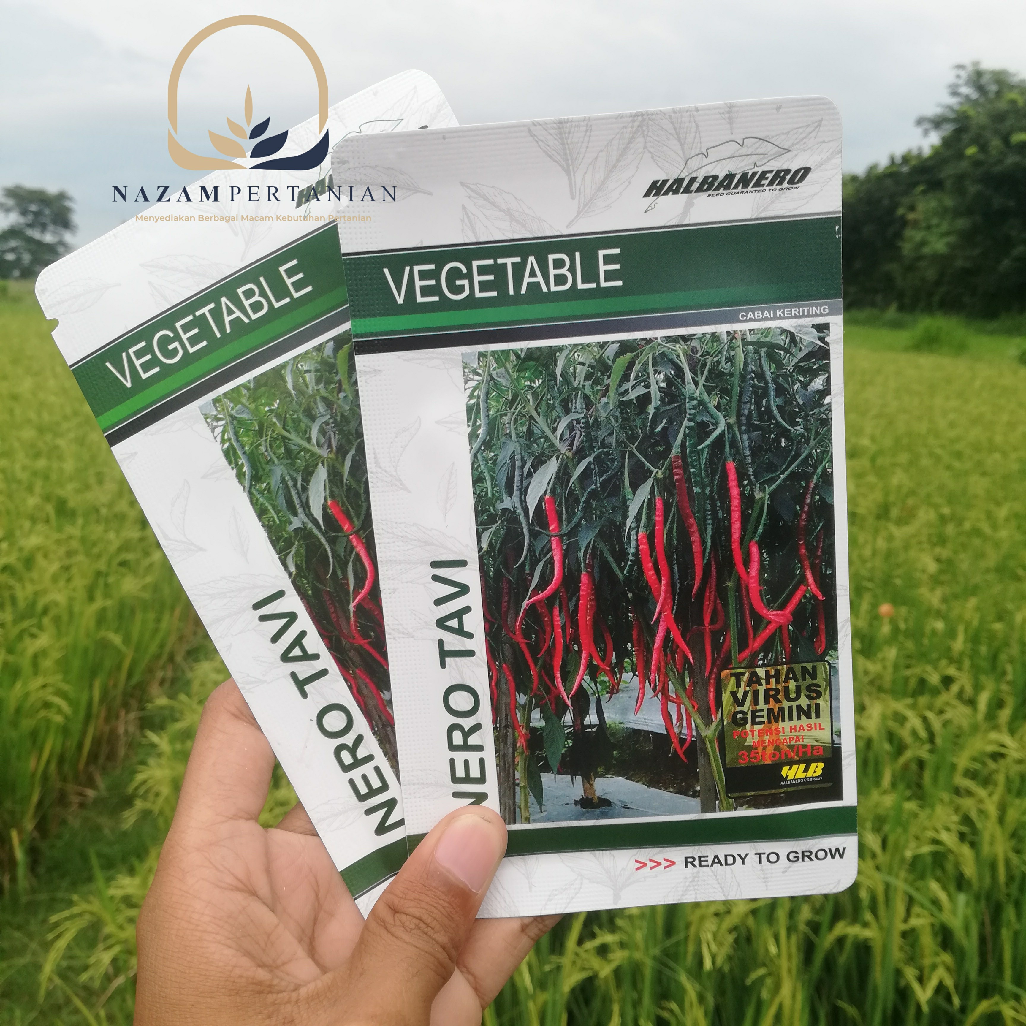 Benih Cabe Besar Merah Cabai Keriting NERO TAVI 10 Gram Halbanero Tahan ...