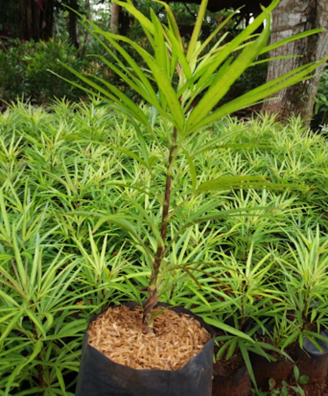 Tanaman Hias Ararea Kuning - Aralia | Lazada Indonesia