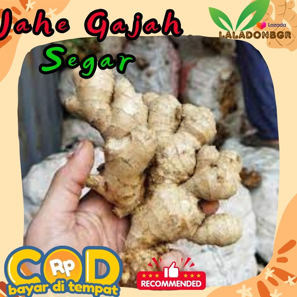 Jahe putih | Jahe Gajah | Jahe besar | Jahe jumbo| segar Murah berat ... Jahe putih | Jahe Gajah | Jahe besar | Jahe jumbo| segar Murah berat ...