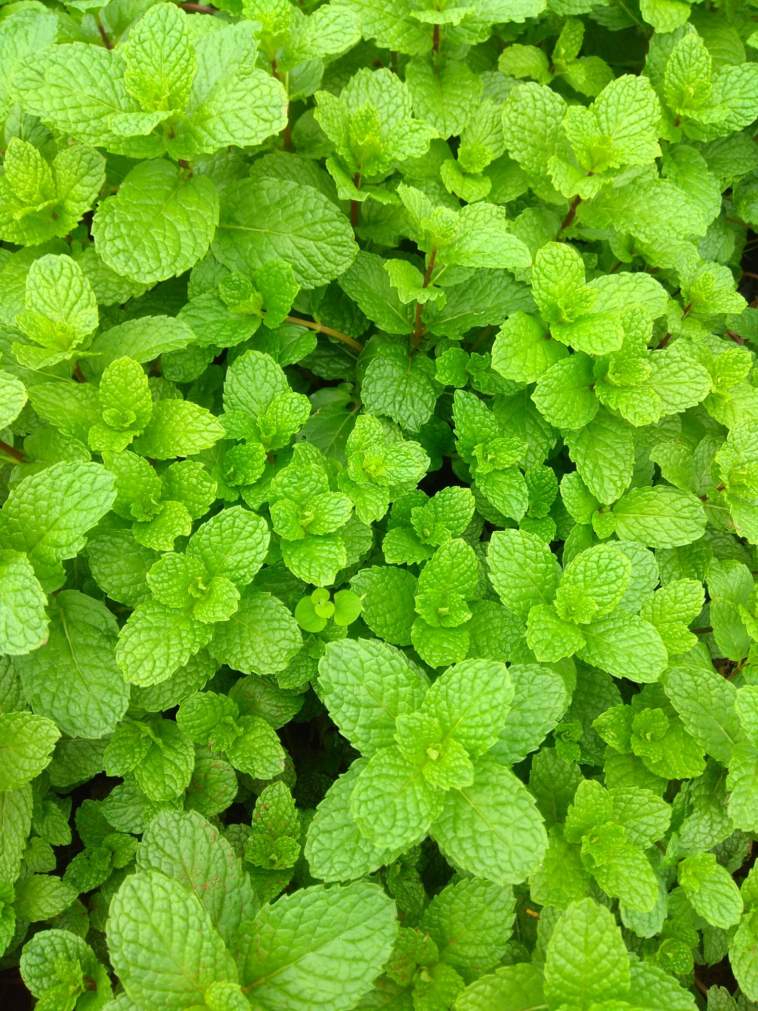 tanaman herbal daun mint/peppermint | Lazada Indonesia